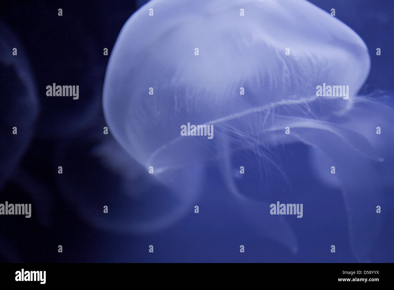 Amazing close up on medusas glowing mystic self-luminous light ...