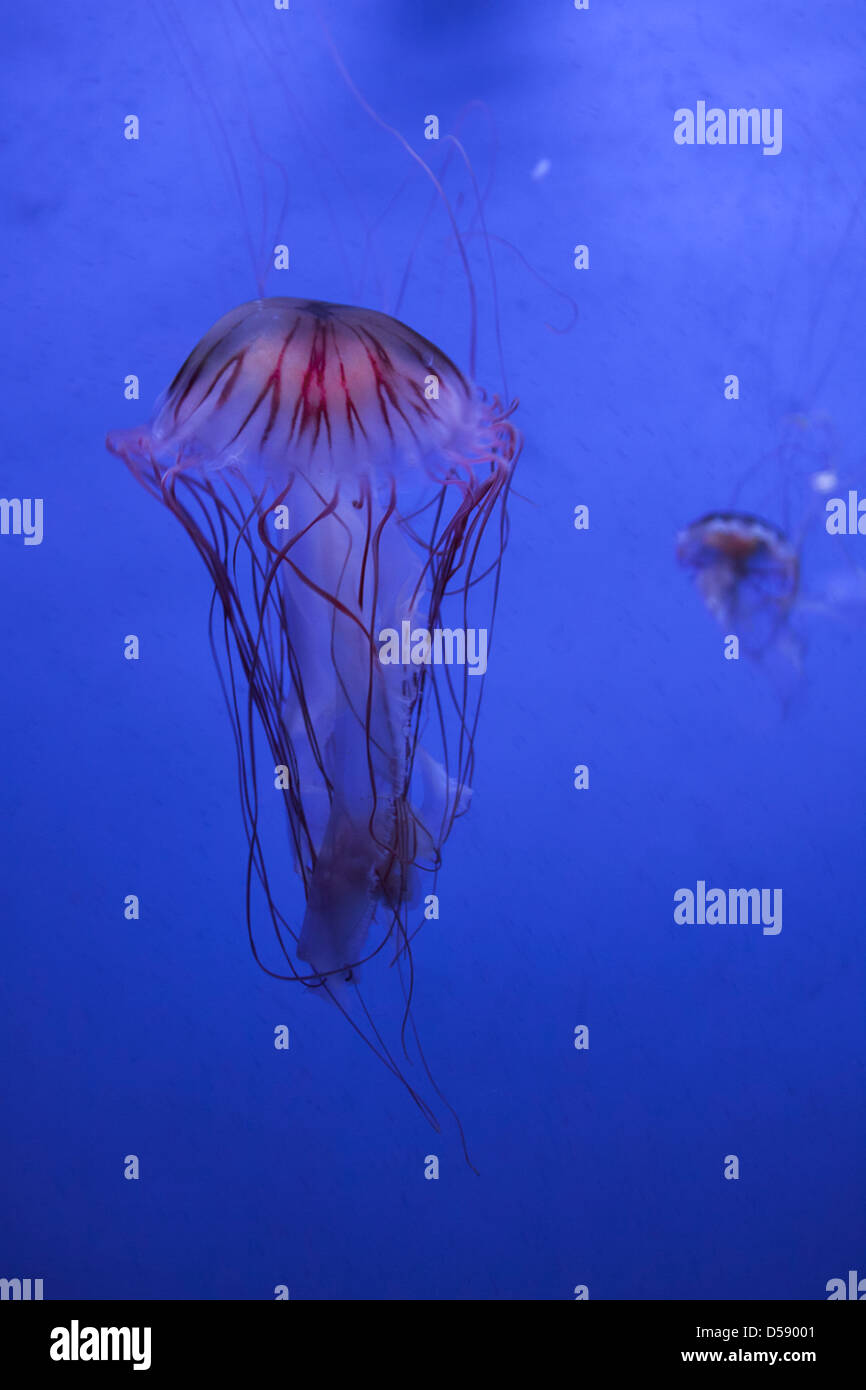 Medusas glowing mystic self-luminous light underwater below the ocean ...