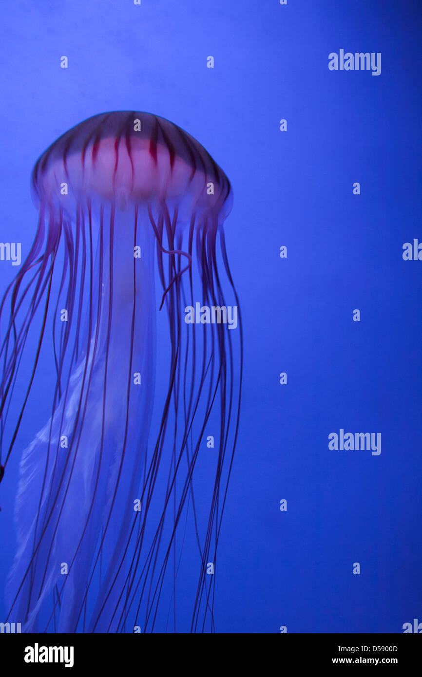 Medusas glowing mystic self-luminous light underwater below the ocean ...