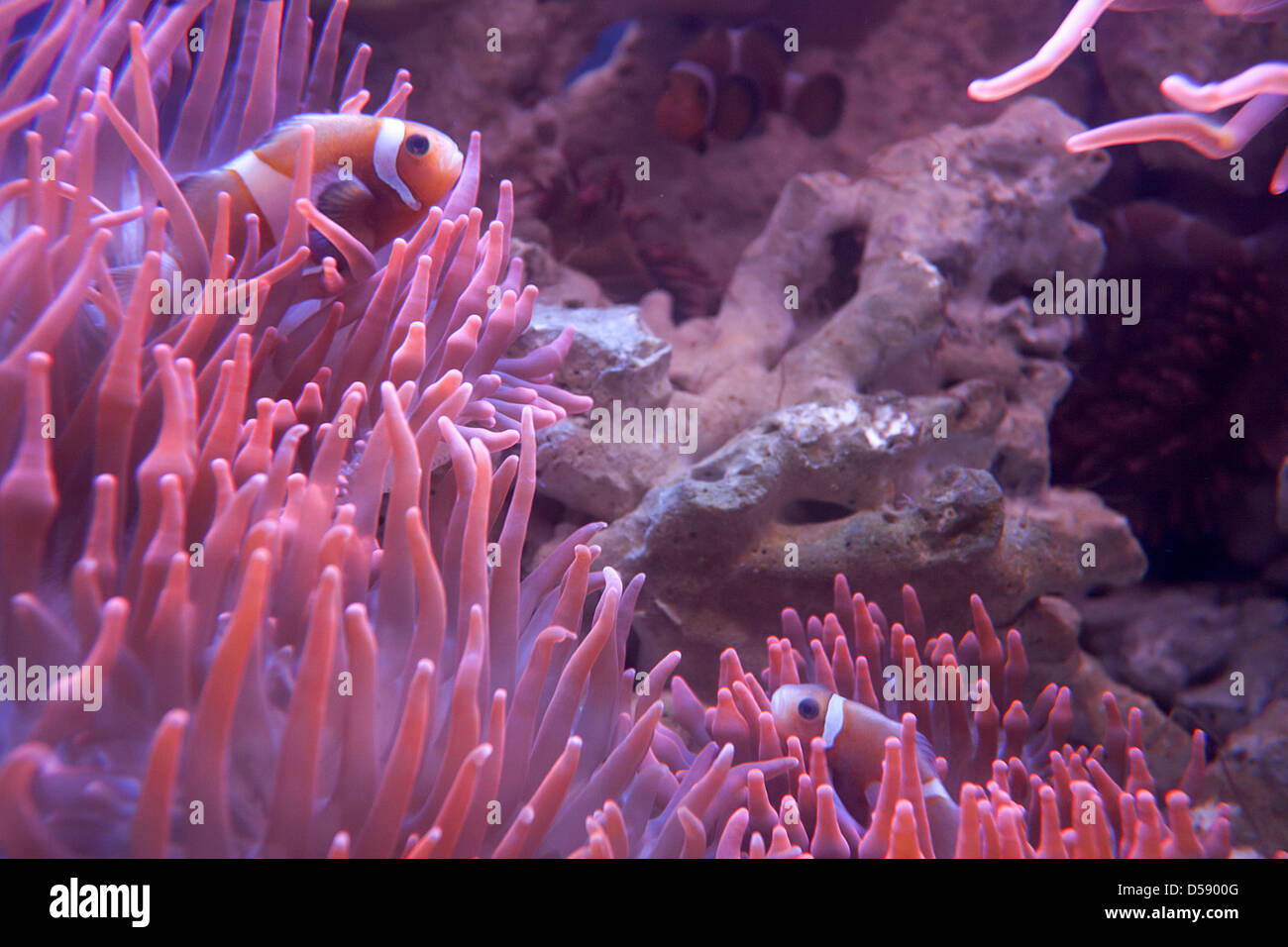 Nemo (Anemonefish) family in front of their anemone home. Genova ...