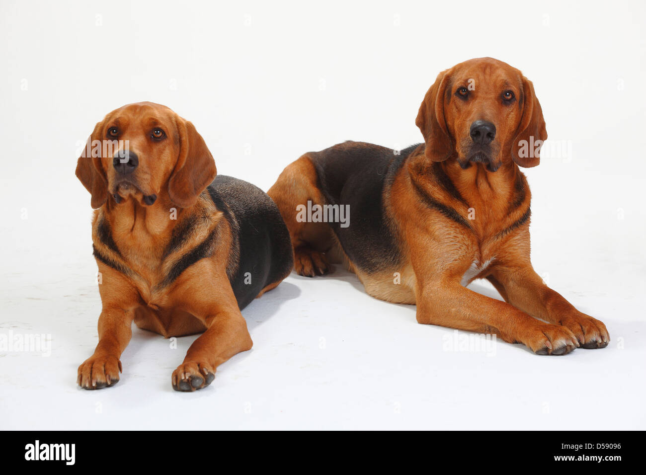 Ogar Polski, pair / Polish Hound |Ogar Polski, Paar / Polnische Bracke ...