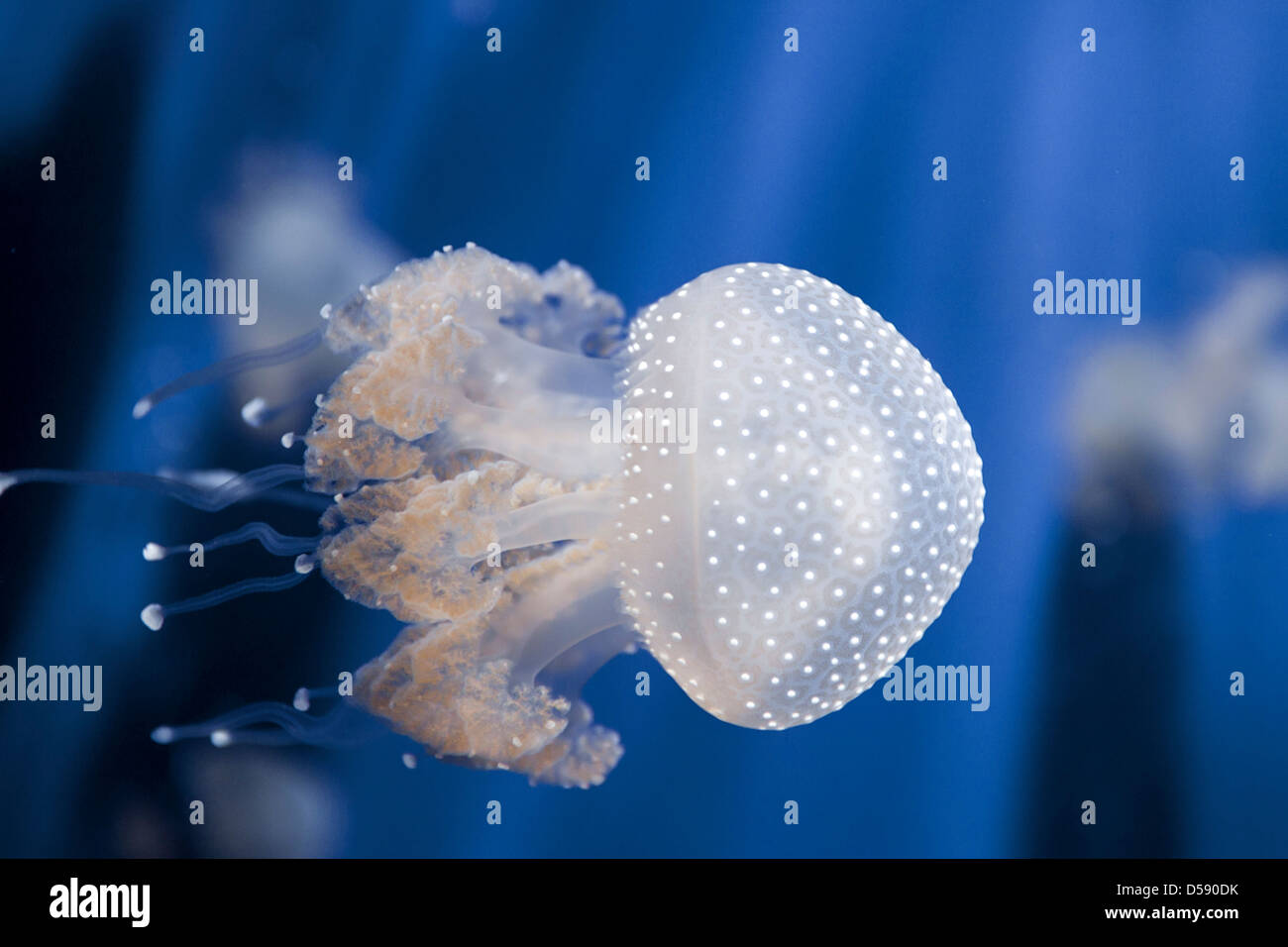 Stunning close up on medusas glowing mystic self-luminous light ...