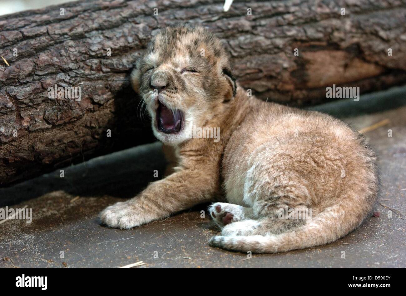 Newborn Baby Lions