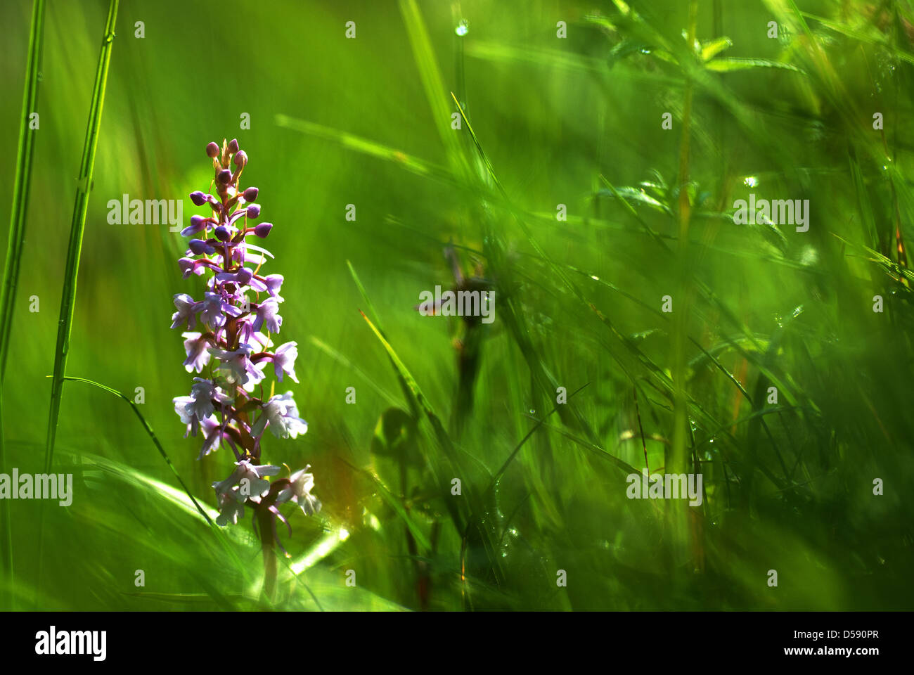 Summer at grass roots level Stock Photo - Alamy