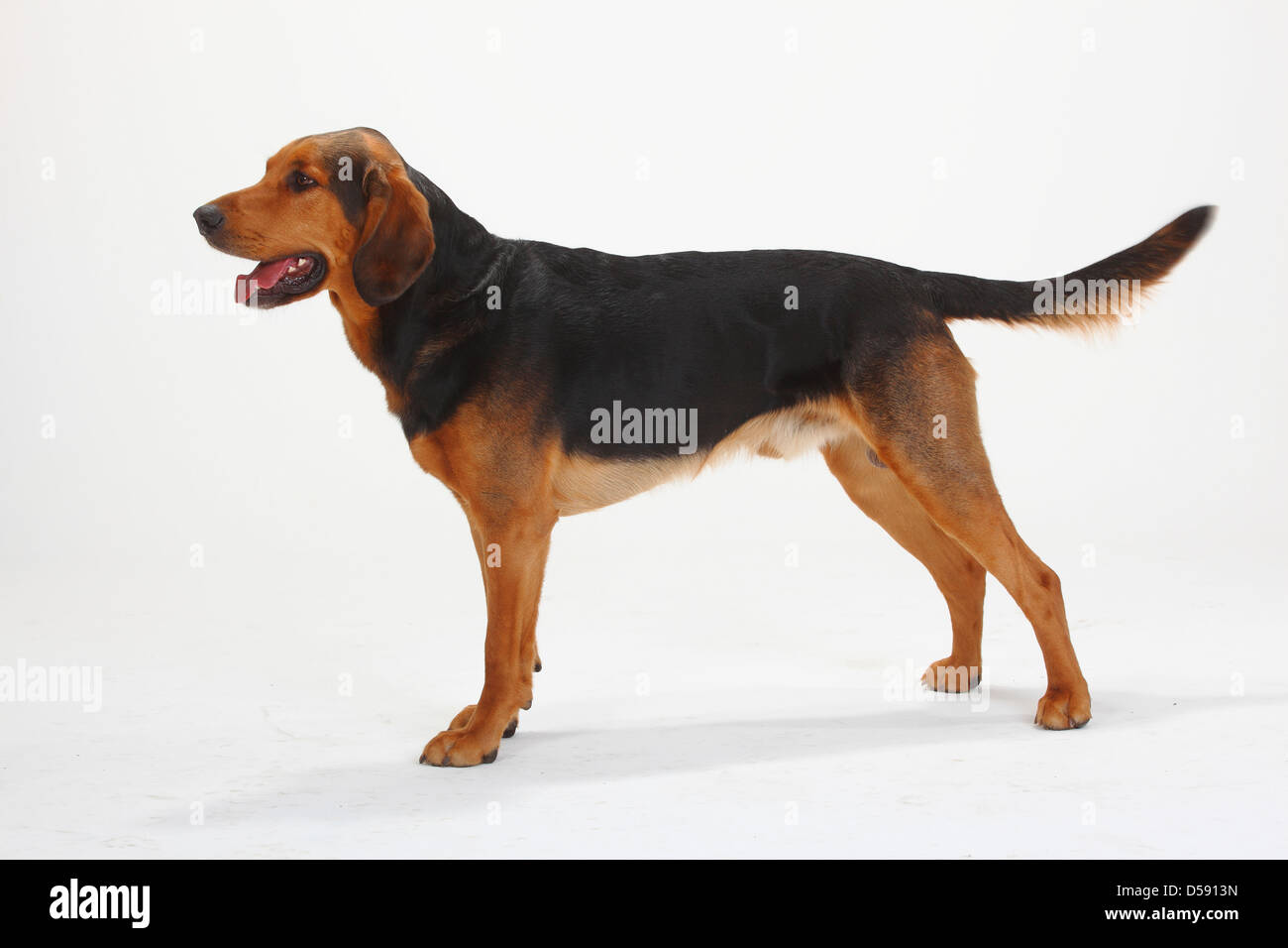 Ogar Polski / Polish Hound, side |Ogar Polski, Ruede / Polnische Bracke ...