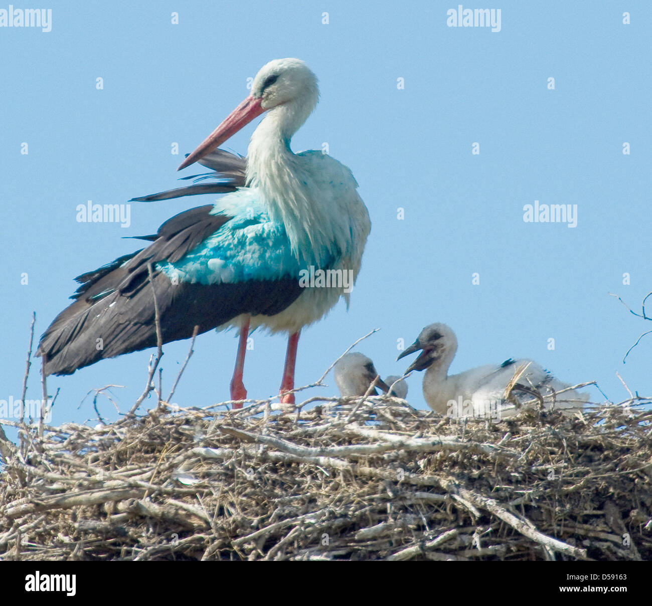 The famous blue stork stand with its offspring in its eerie in Biegen ...