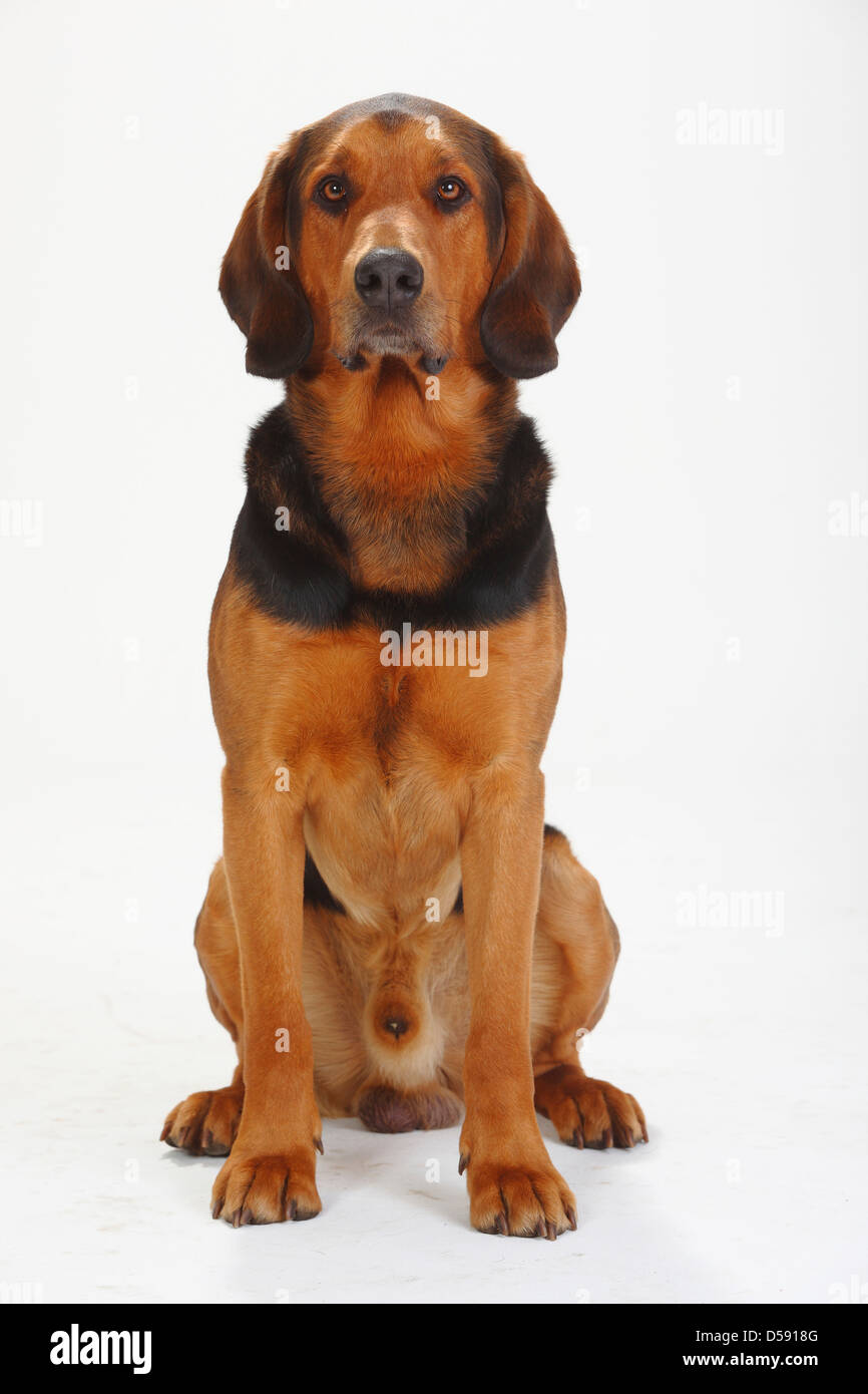 Ogar Polski / Polish Hound |Ogar Polski, Ruede / Polnische Bracke Stock ...