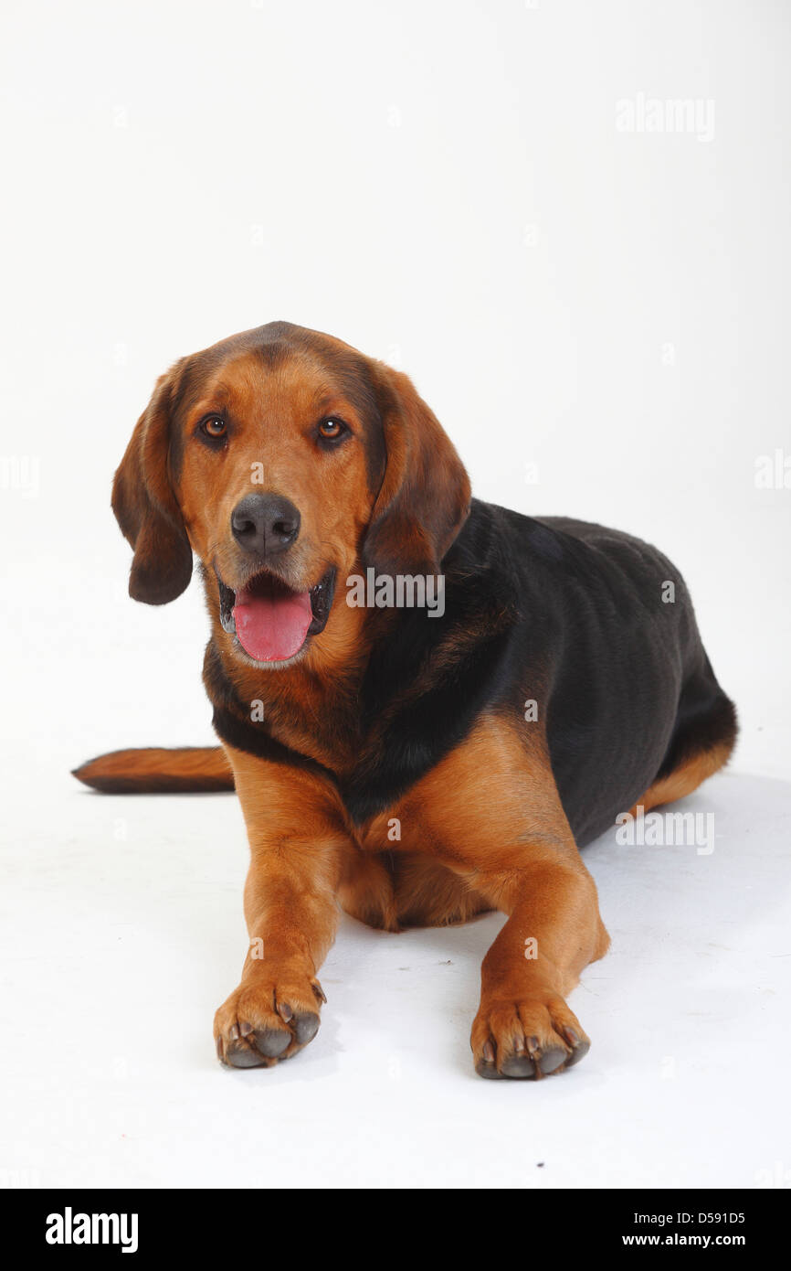 Ogar Polski / Polish Hound |Ogar Polski / Polnische Bracke Stock Photo ...
