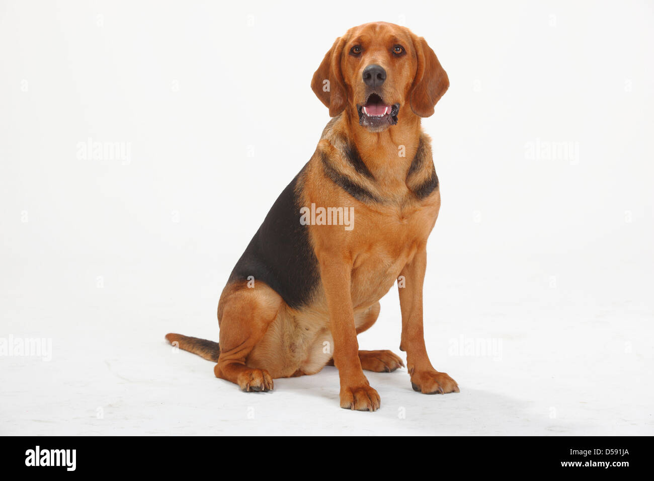 Ogar Polski, bitch / Polish Hound |Ogar Polski, Huendin / Polnische Bracke Stock Photo - Alamy