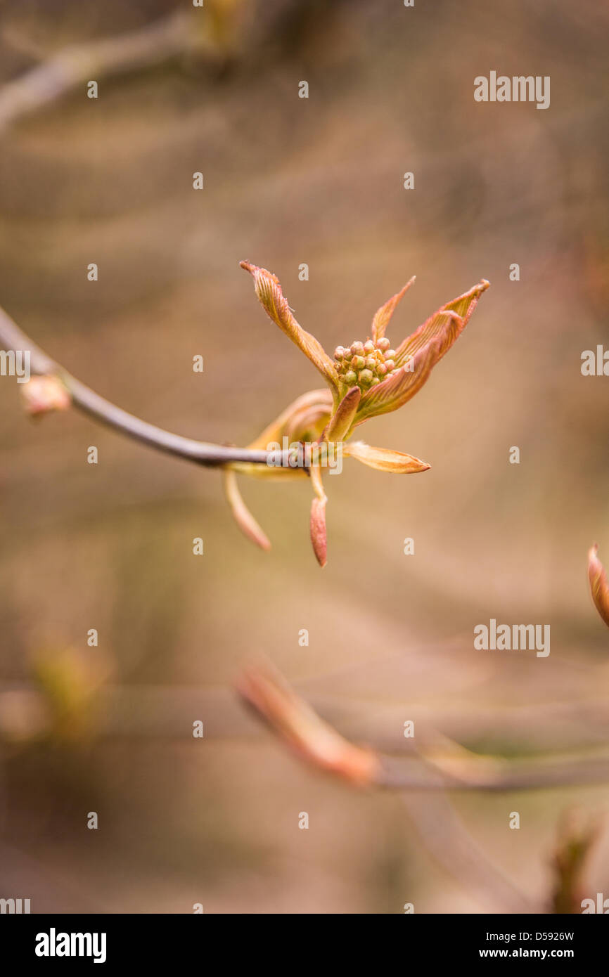 Saxlingham Thorpe, Norfolk, UK. 27th March 2013. Sorbus calneura leaves ...