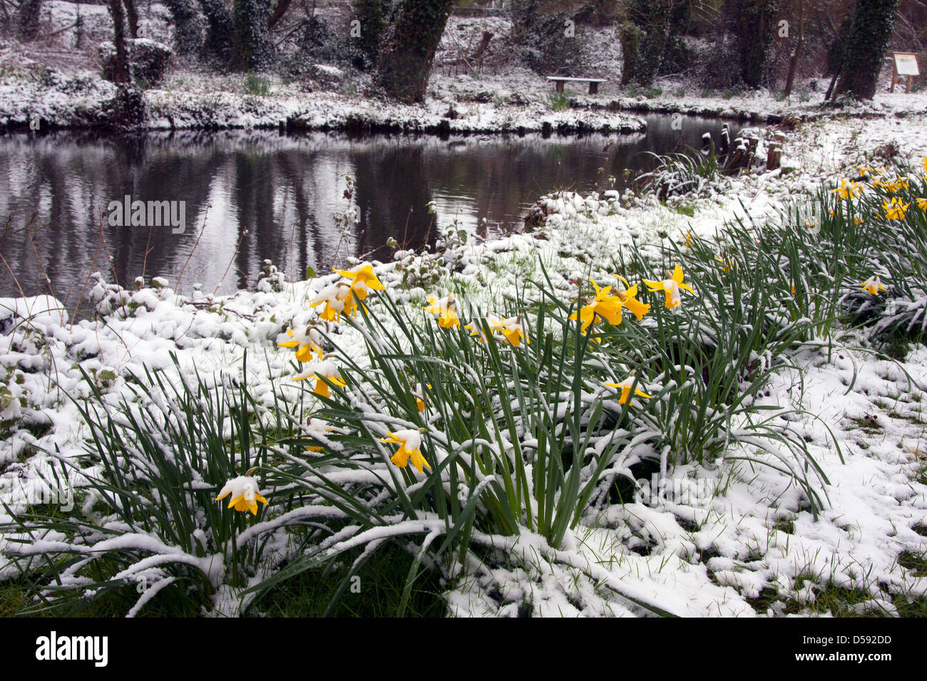 Itchenor Village pond in snow Stock Photo - Alamy