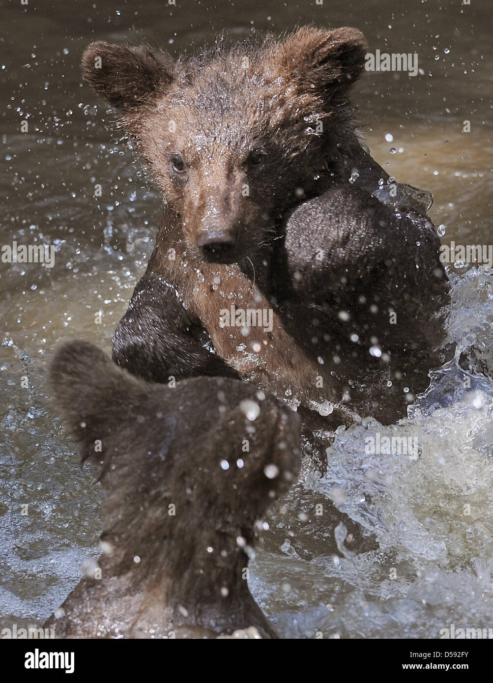 Two small brown bears dabble in water at National Park Bavarian Forest ...