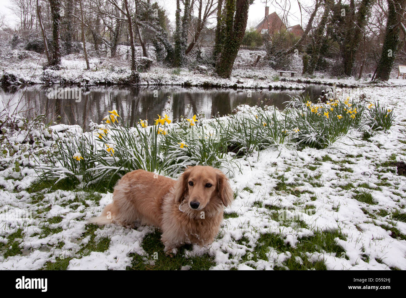 dachshund hound standing in snow on spring day, Itchenor, West ...