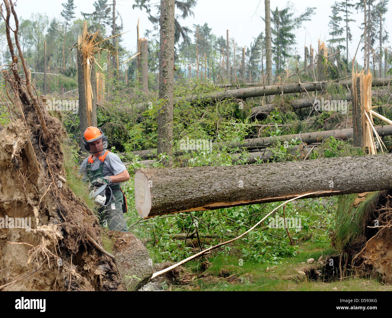 Forest workers remove the storm damages caused by a tornado on ...
