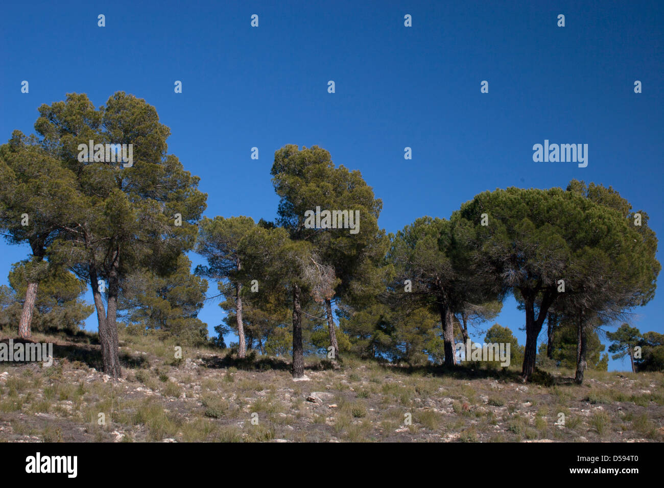 pine trees (pina carasca) in the Sierra de Segura region of Albacete ...