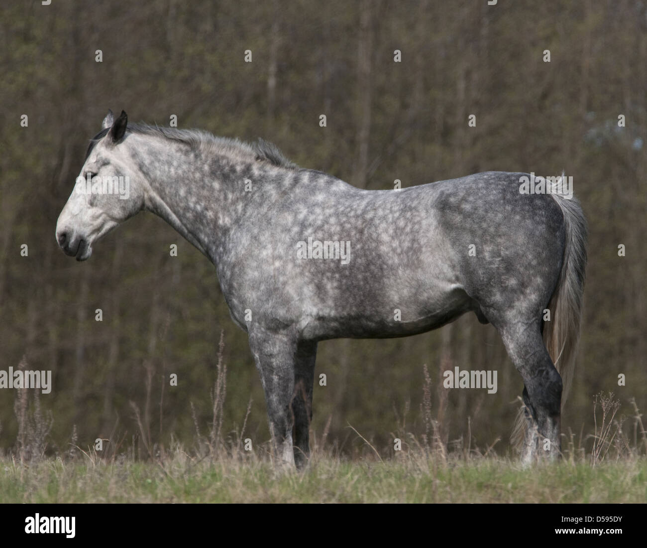 Grey dotted horse Stock Photo - Alamy