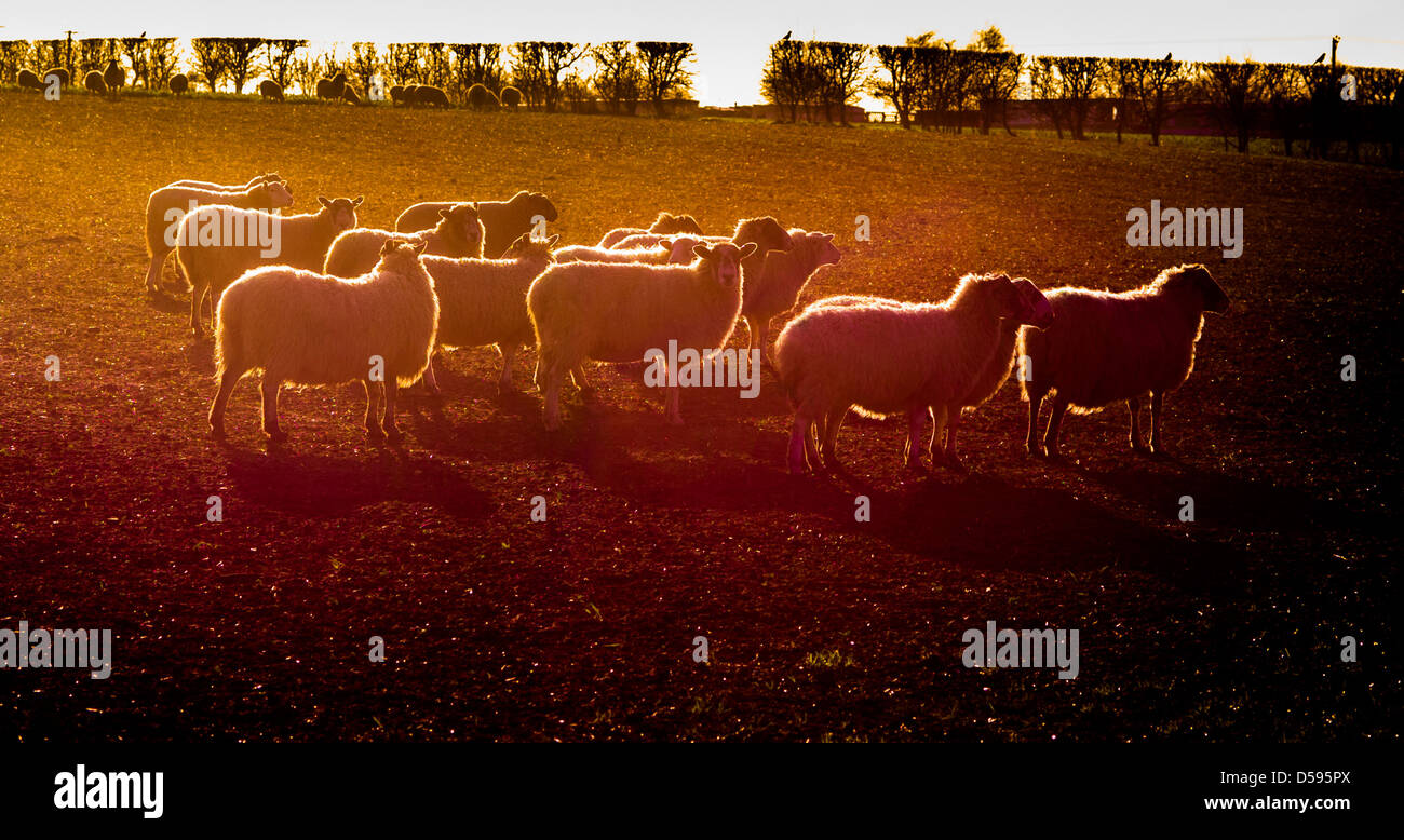 Backlit field hi-res stock photography and images - Alamy