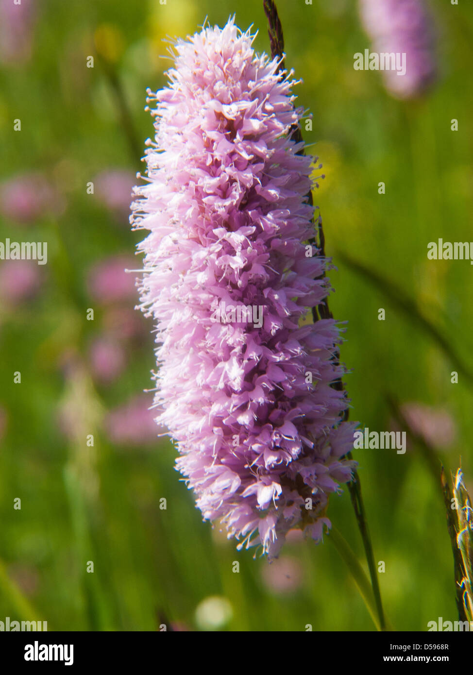 flowers of the Alps Stock Photo - Alamy