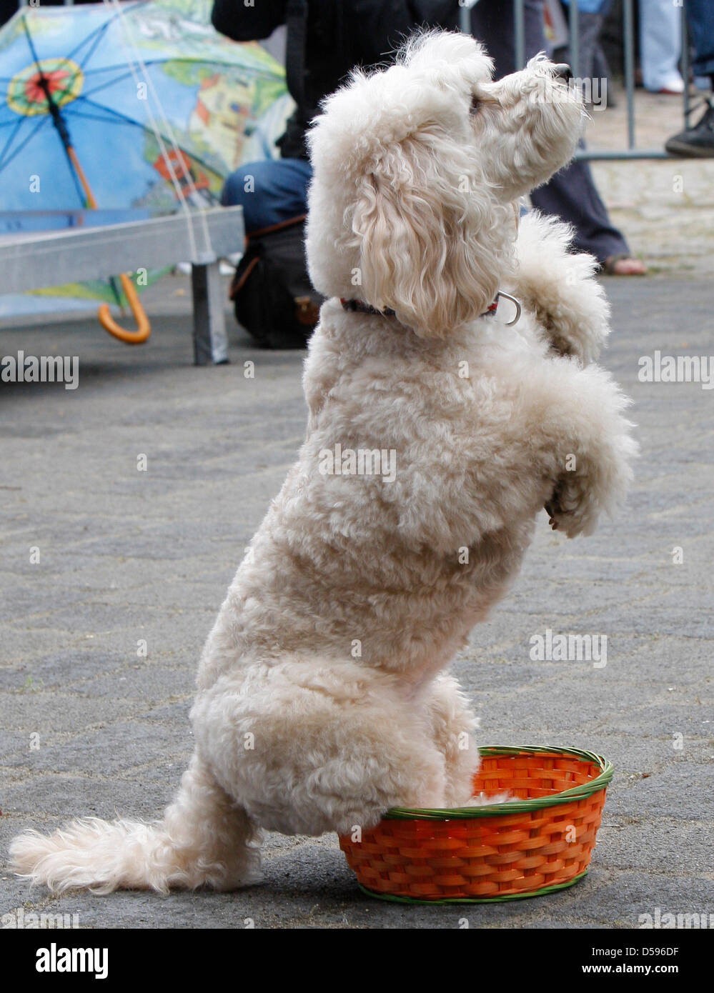 Poodle Patty (poodle mix) sits in an easter basket during an animal ...
