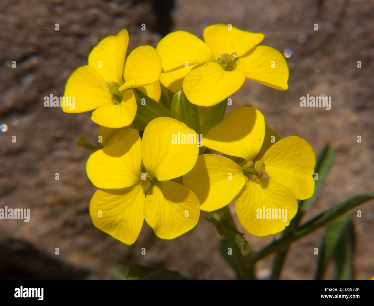 Flower of the alps hi-res stock photography and images - Alamy