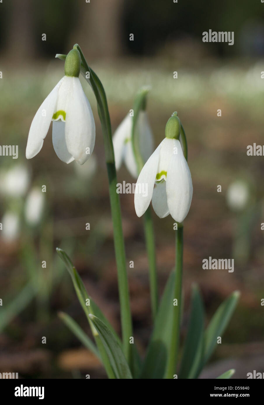 Close up study hi-res stock photography and images - Alamy