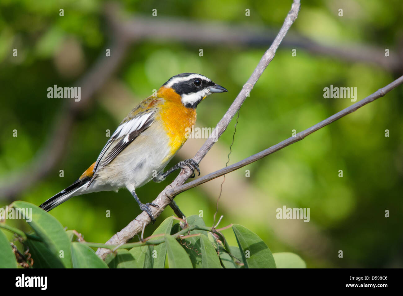 Western Spindalis perched on branch Stock Photo - Alamy