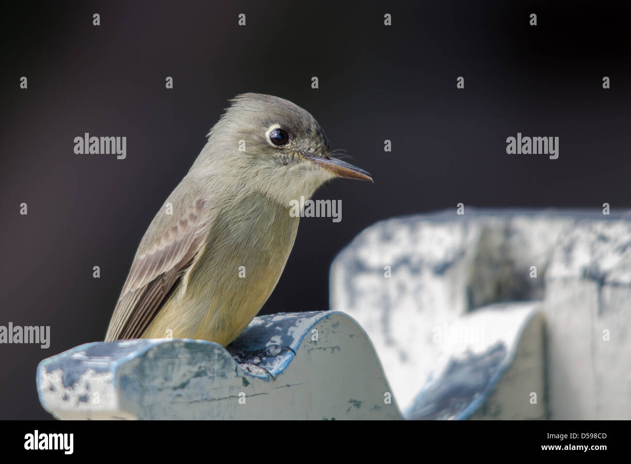 Pewee flycatcher hi-res stock photography and images - Alamy