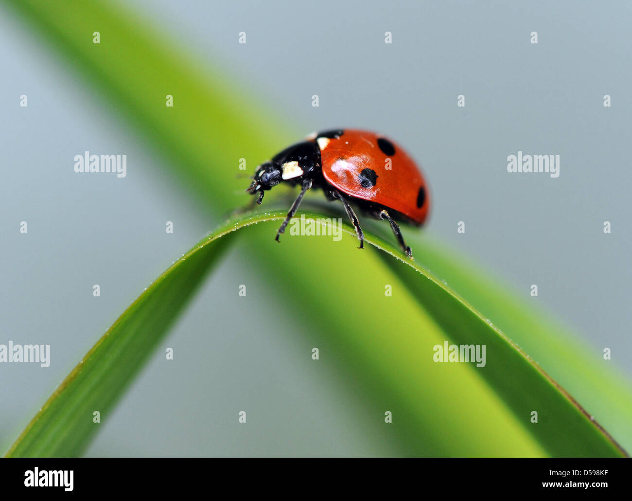 Ladybird species hi-res stock photography and images - Alamy