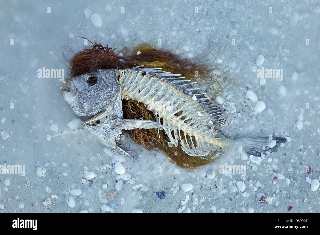 Dead red tide fish hi-res stock photography and images - Alamy