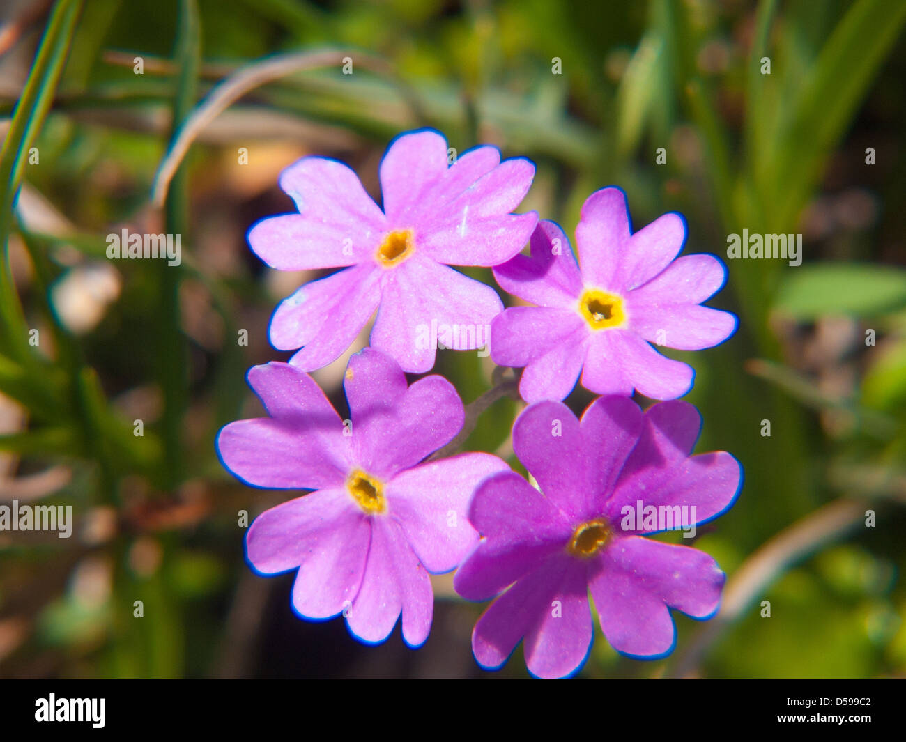 Primevere hi-res stock photography and images - Alamy