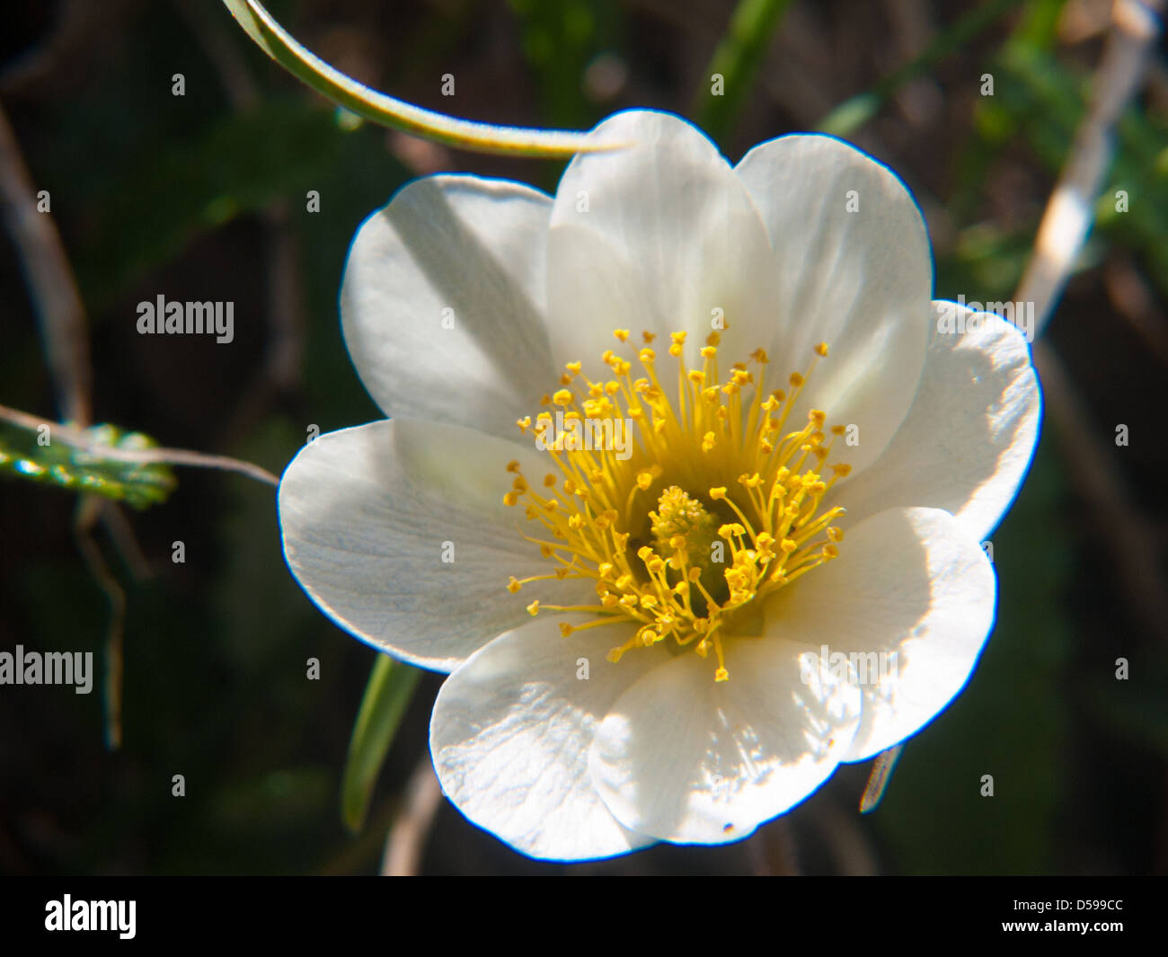 Flower of the alps hi-res stock photography and images - Alamy
