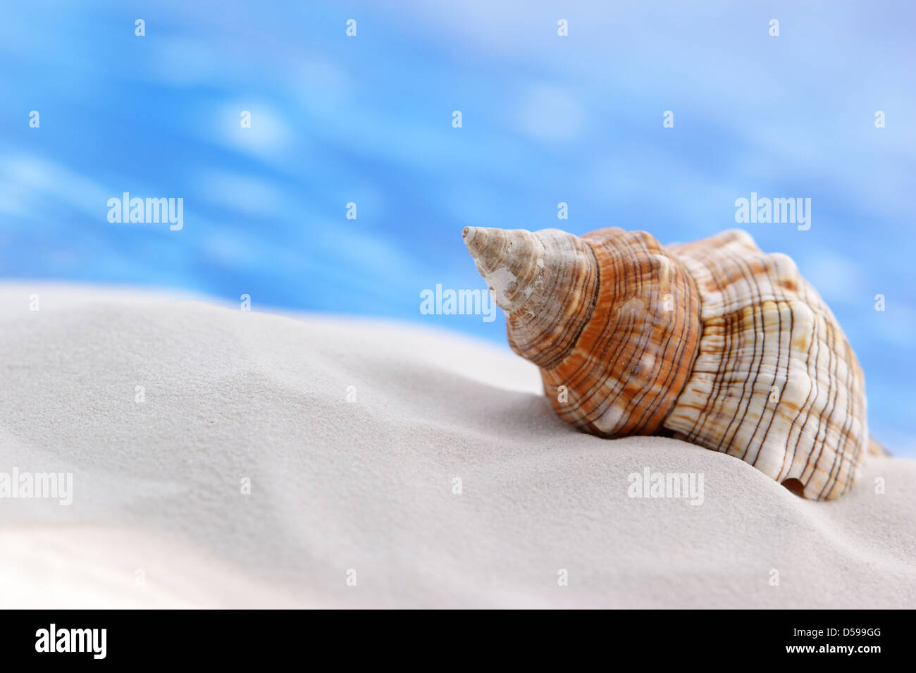 Seashell on sand on the beach Copy space Stock Photo - Alamy