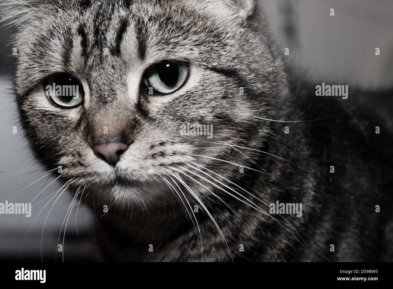Cat looking sad Stock Photo - Alamy