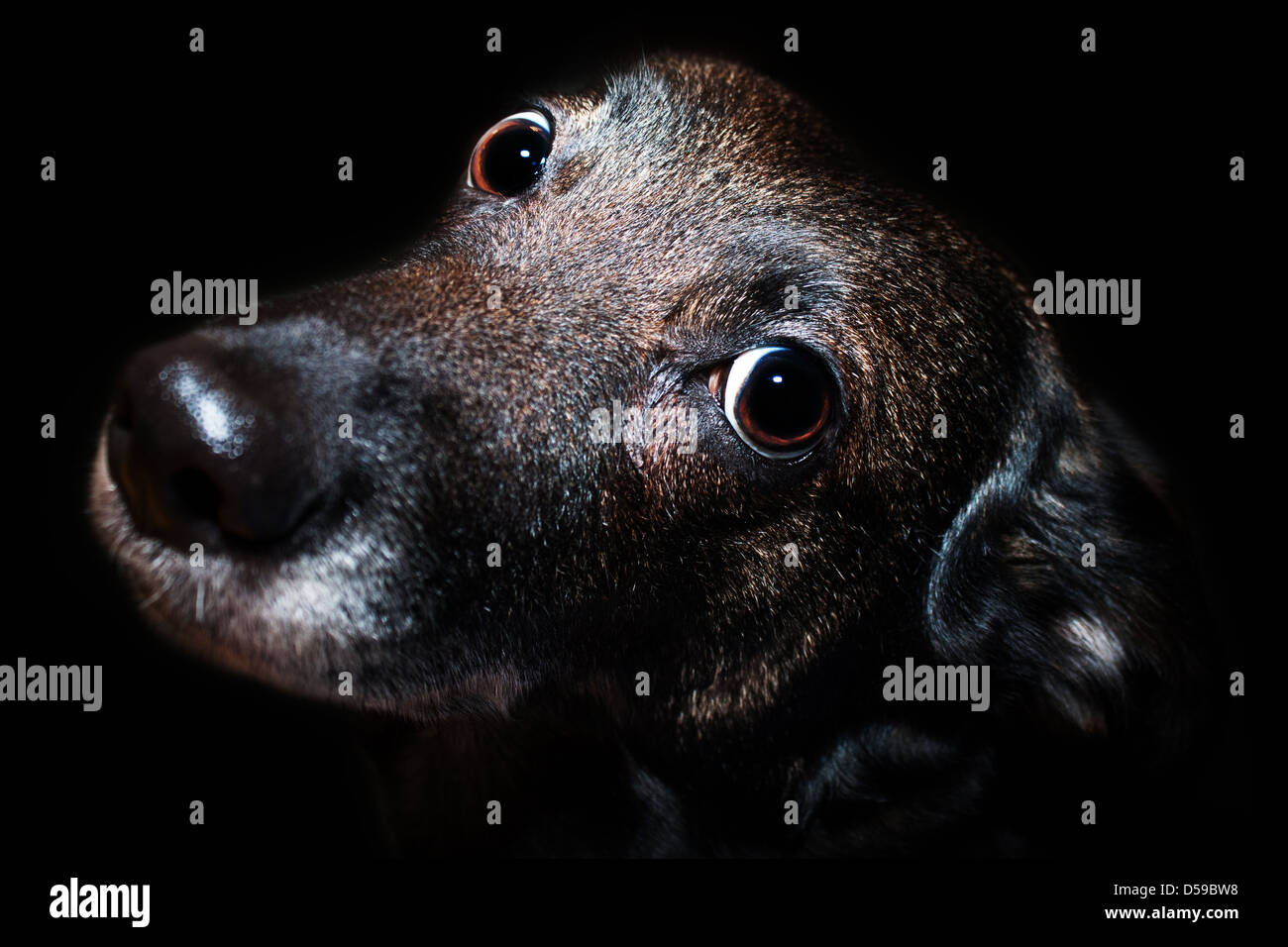 Portrait of a female dog Stock Photo - Alamy
