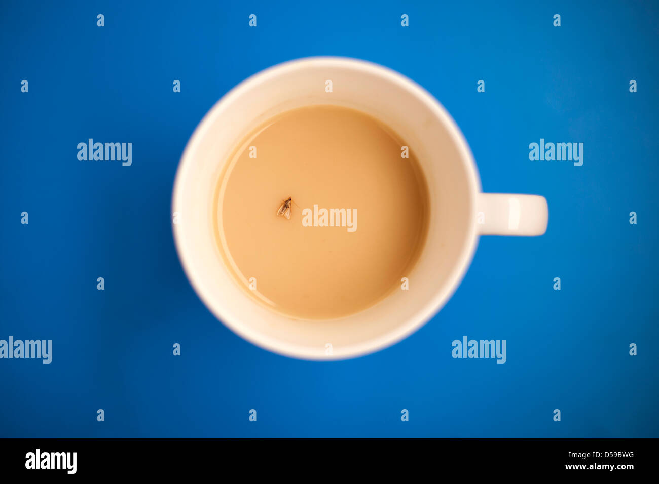 Insect tea hi-res stock photography and images - Alamy