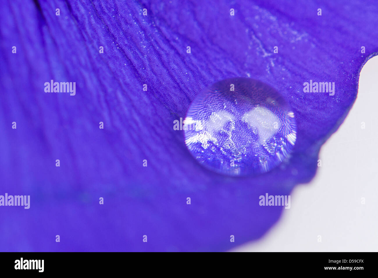Beautiful water drop on violet petals, super macro Stock Photo - Alamy