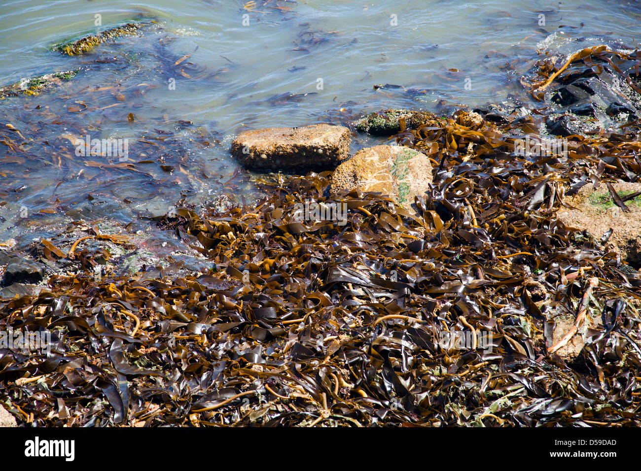 Ecklonia maxima hi-res stock photography and images - Alamy