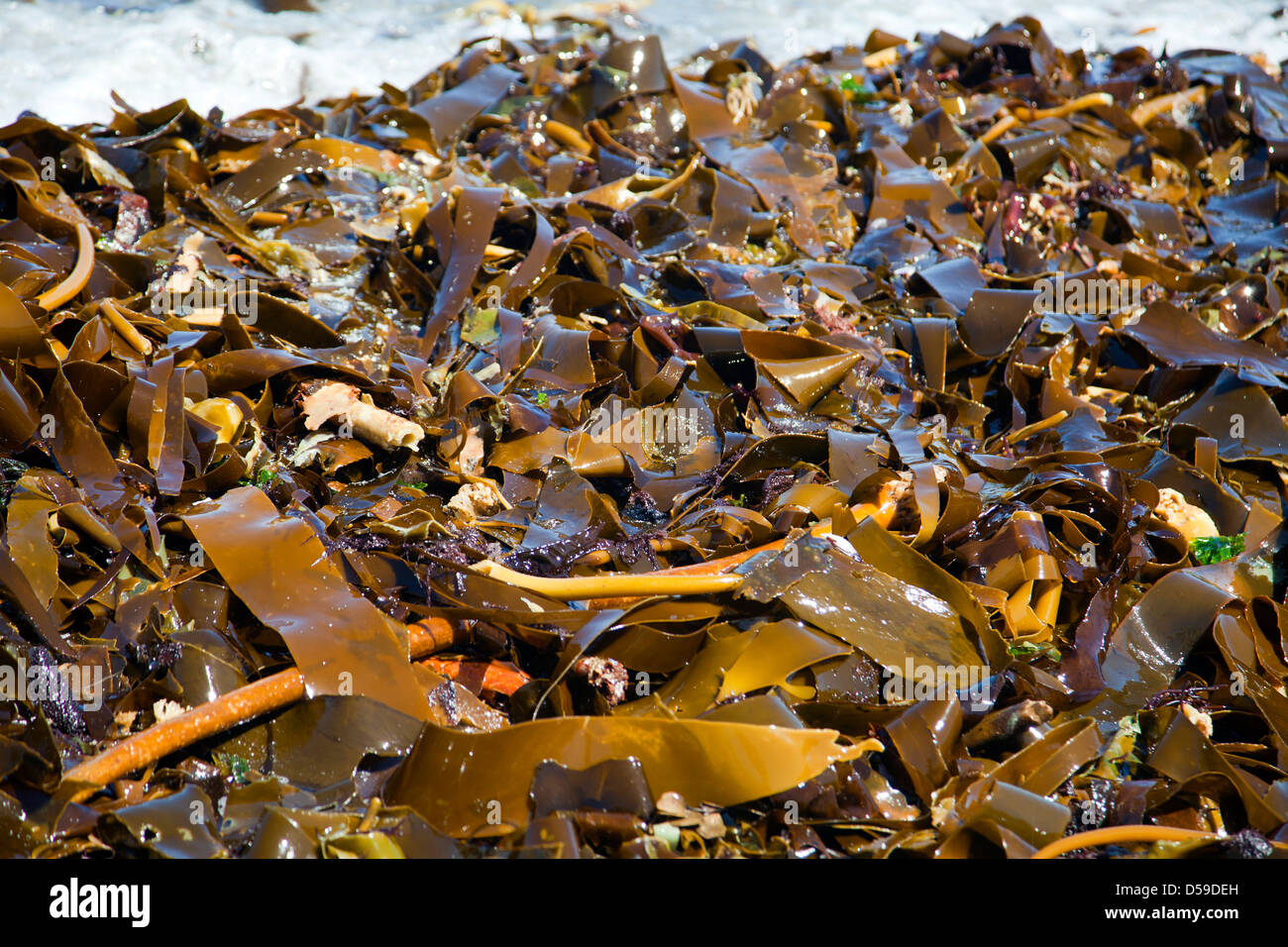 Washed up Ecklonia maxima Seaweed Kelp on Beach in Sea Point - Cape ...