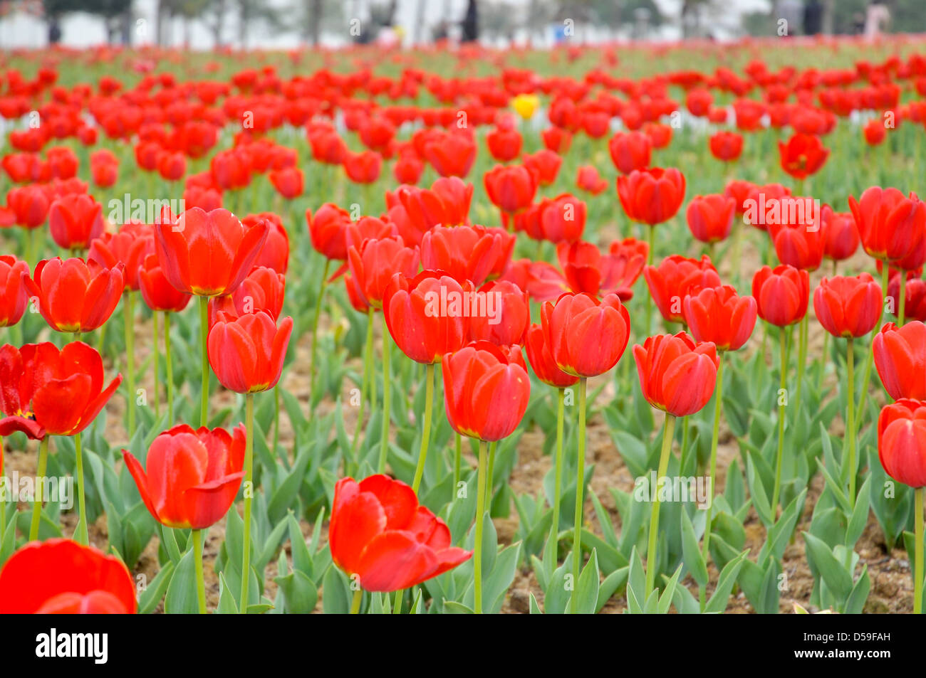 Wide angle perspective tulips hi-res stock photography and images - Alamy