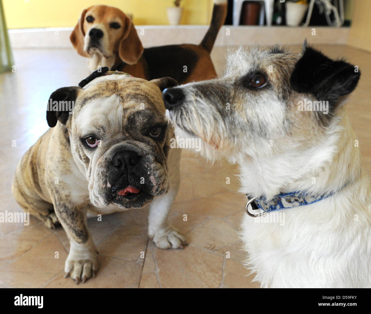 Jack Russell Terrier English Bulldog Mix