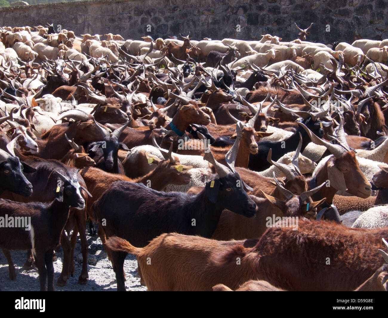Transhumance in the alps hi-res stock photography and images - Alamy