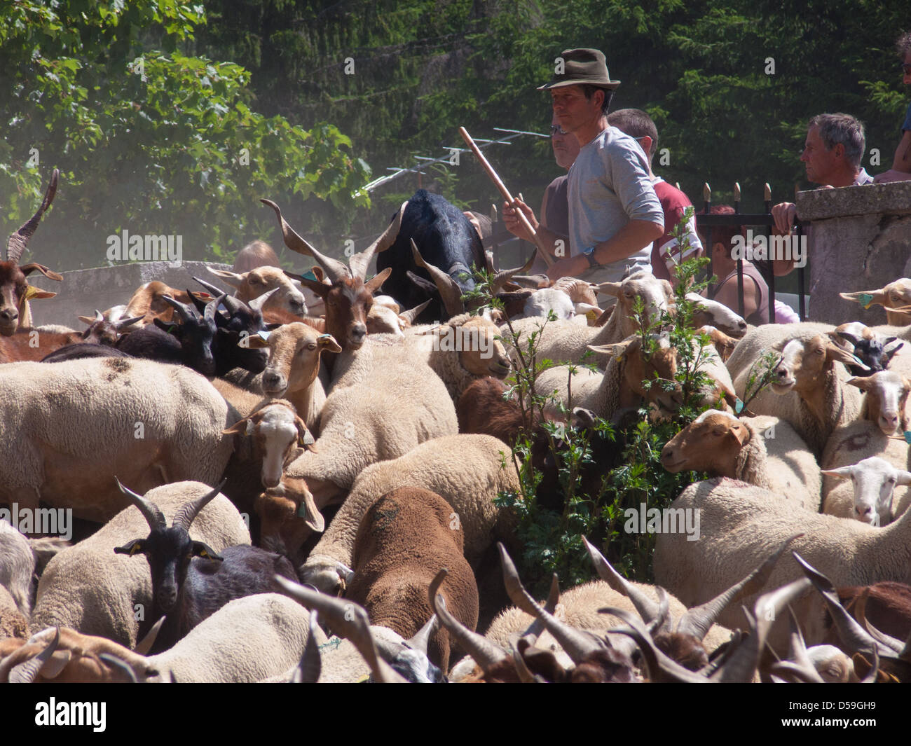 Transhumance in the alps hi-res stock photography and images - Alamy