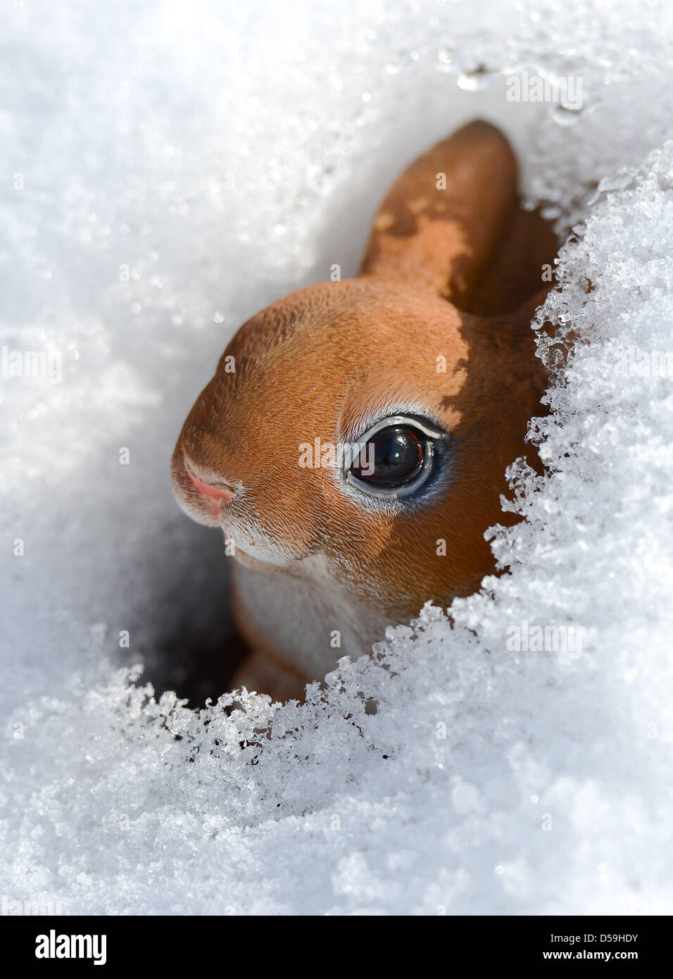 An Easter bunny figurine is visible within the snow at an allotment ...