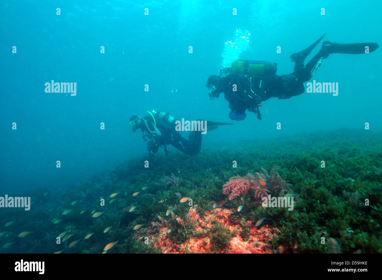 Scuba divers underwater exploring tropical hi-res stock photography and ...