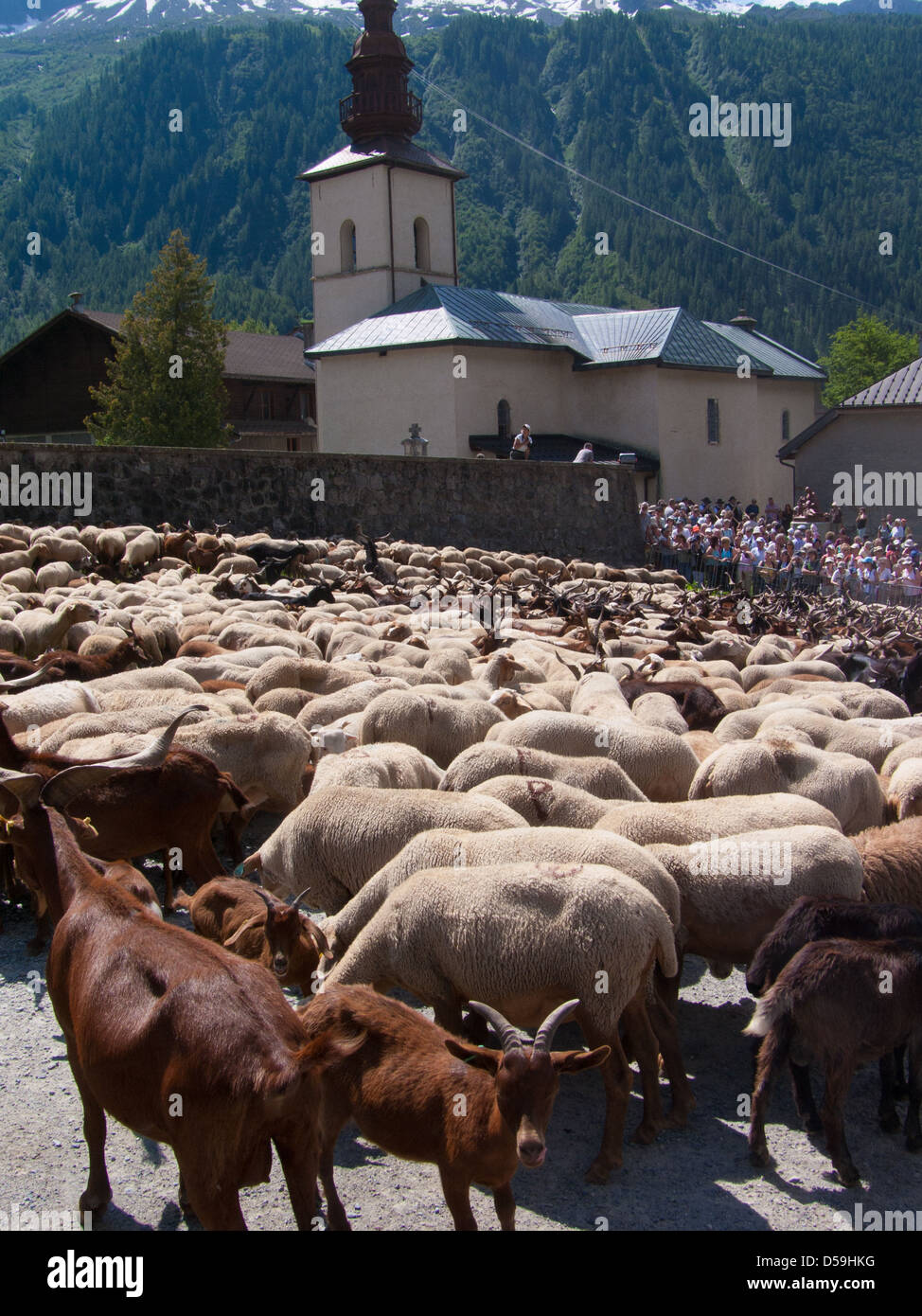 Transhumance in the alps hi-res stock photography and images - Alamy