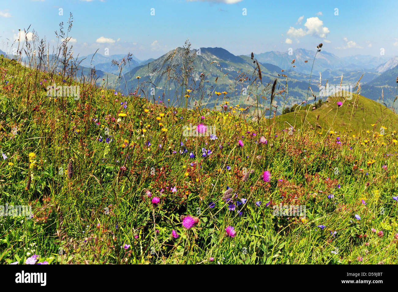 Alpine meadow flowers hi-res stock photography and images - Alamy