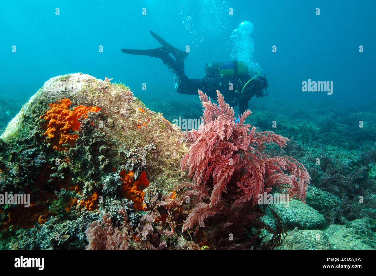 Scuba divers underwater exploring tropical hi-res stock photography and ...