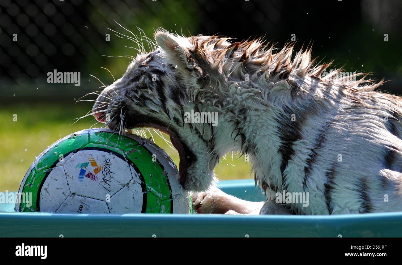 The white young Bengal tiger Kico plays with the ball in a paddling ...