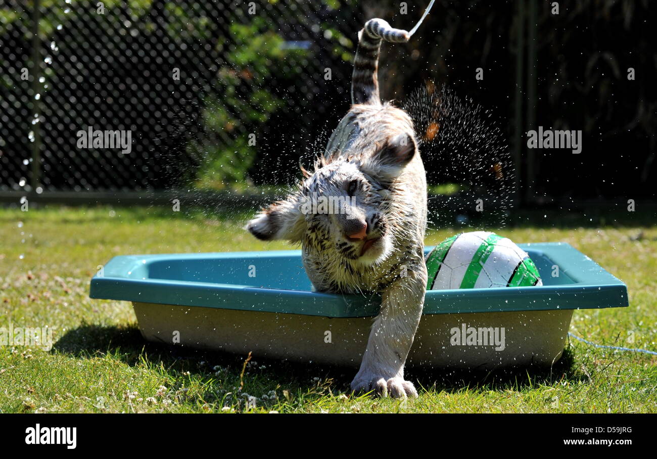 The white young Bengal tiger Kico plays with the ball in a paddling ...