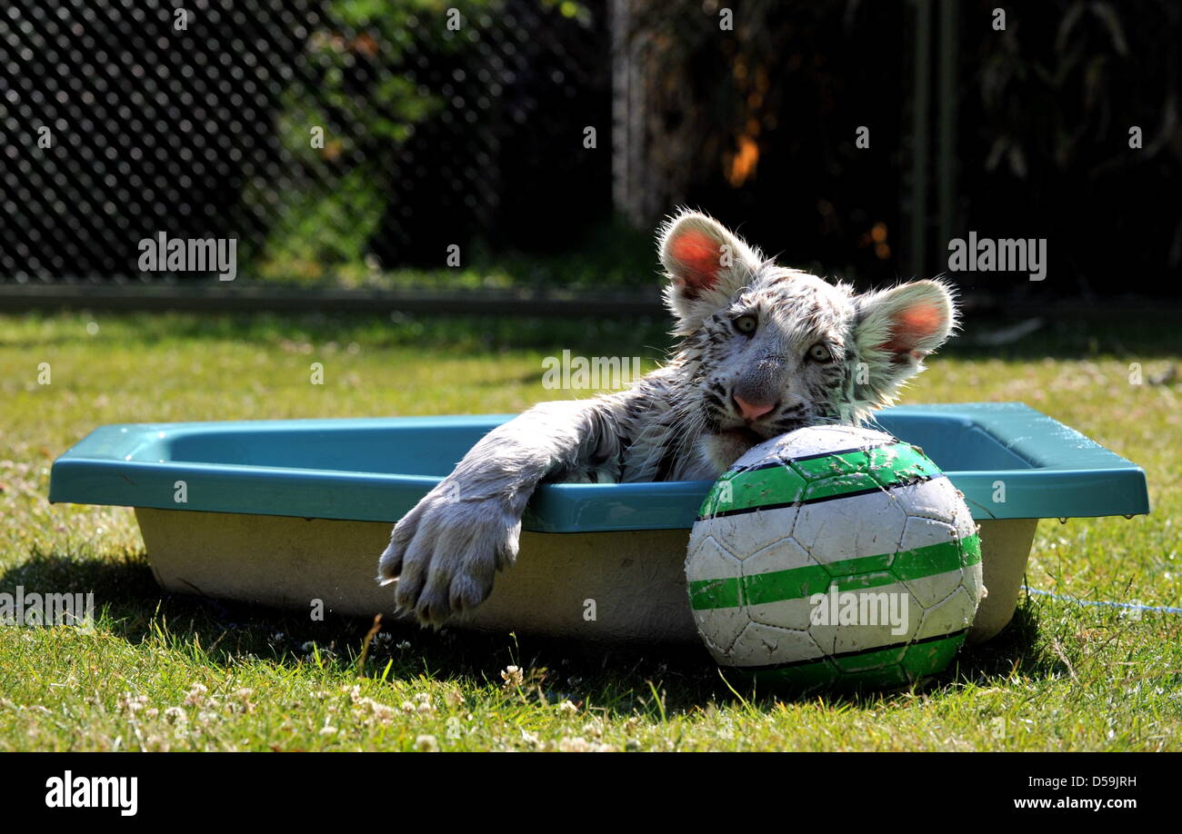 The white young Bengal tiger Kico plays with the ball in a paddling ...